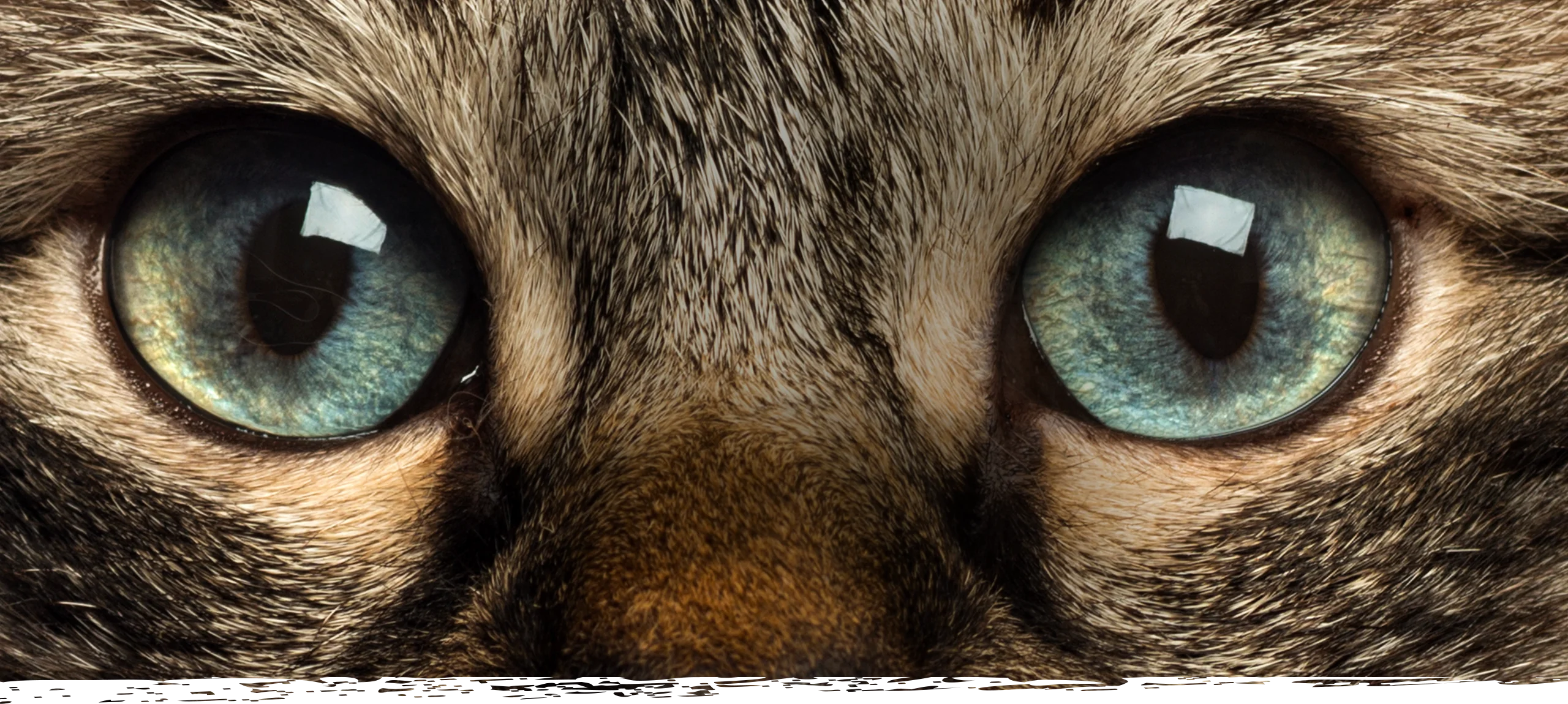 Where to Buy CRAVE™ Pet Food – Crave