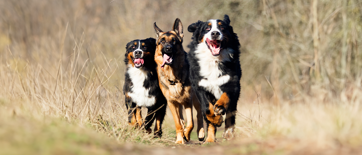 How to Preserve the Nature in Your Dog – Crave